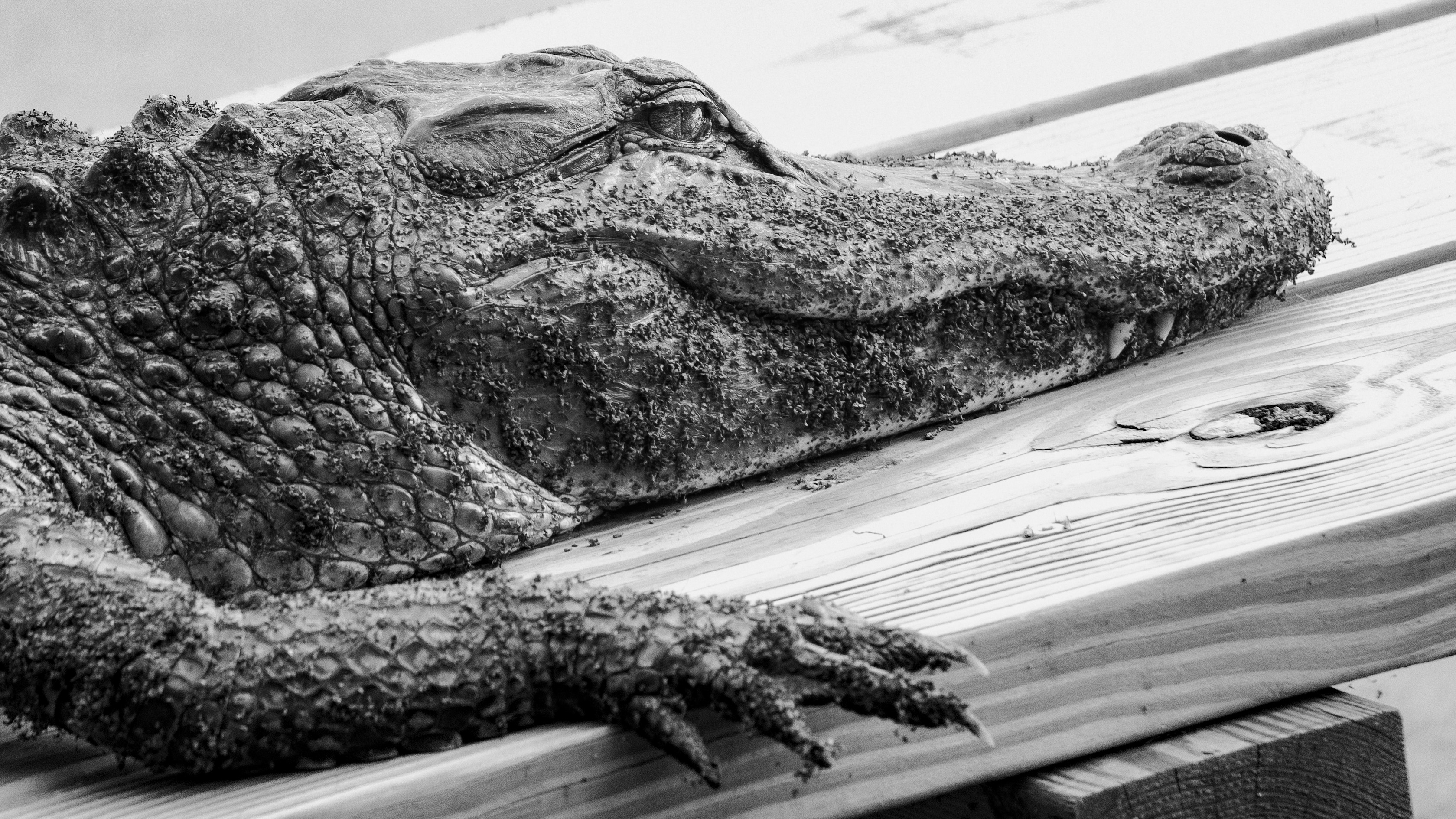 Monochrome Monday, Scruffy Alligator | TPJphoto.net